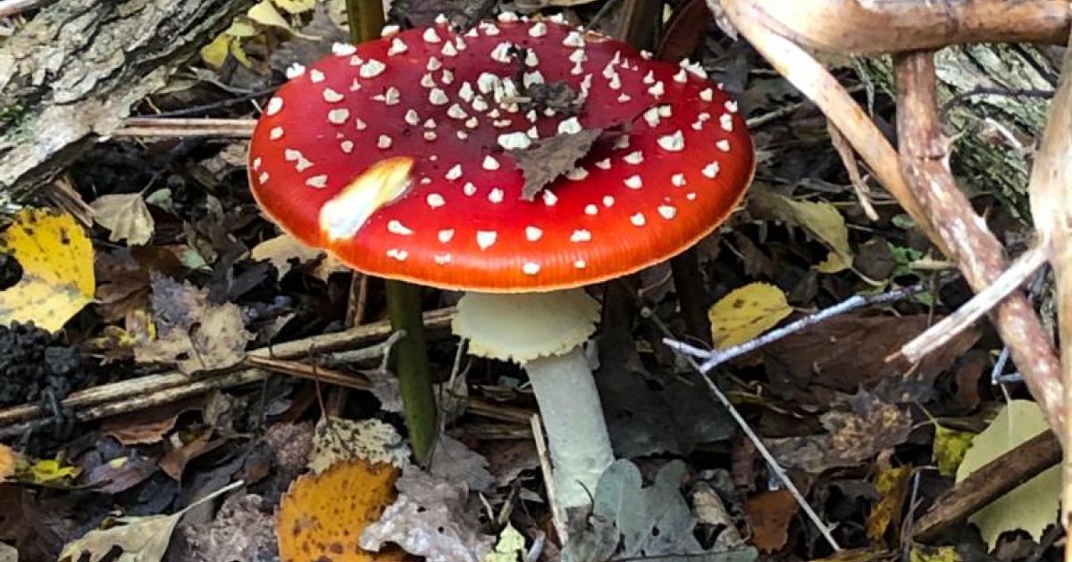 Dormansland 4 Counties Walk - Ramblers